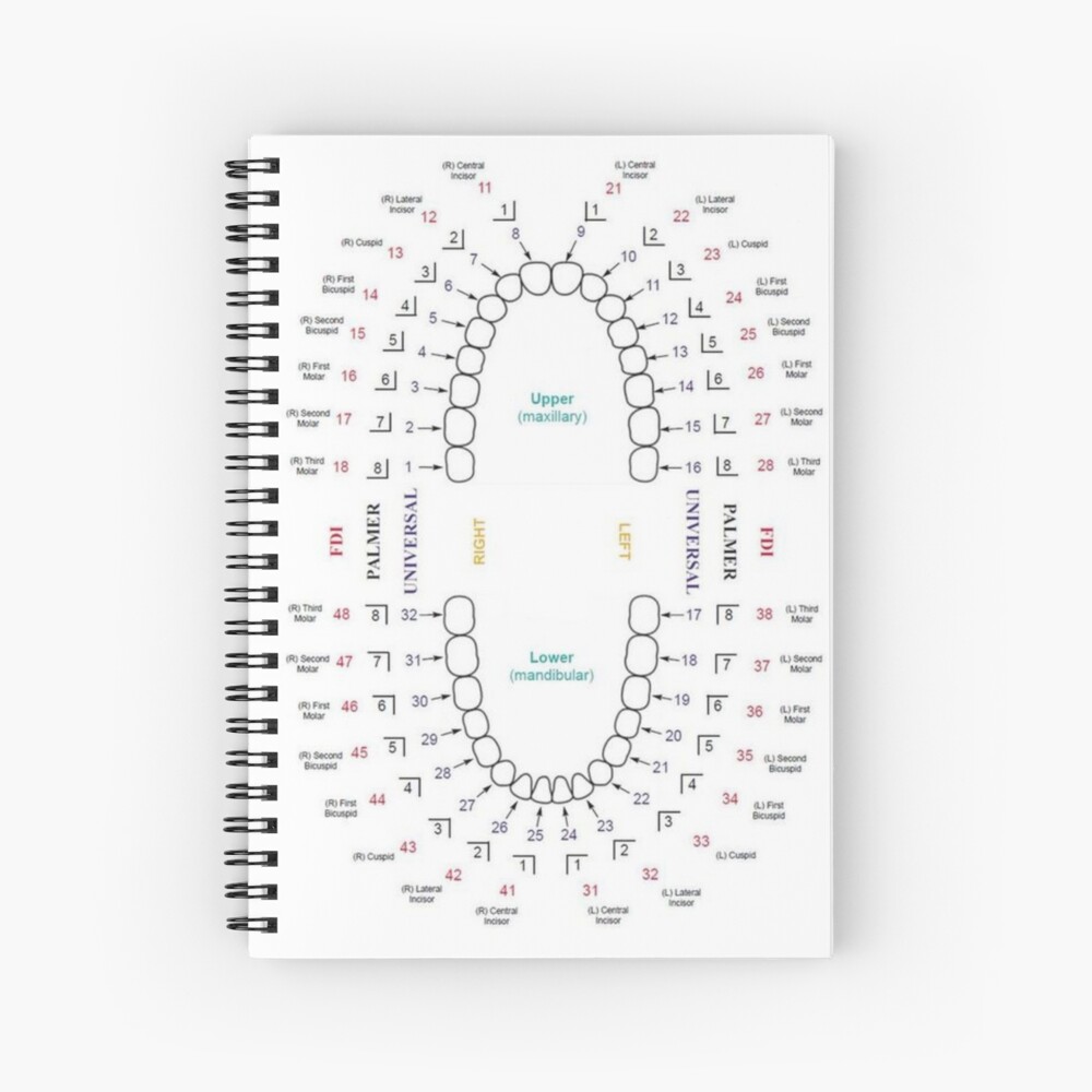 "Tooth Numbering " Spiral Notebook for Sale by As232 | Redbubble