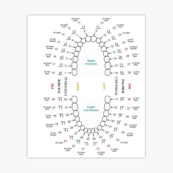 Palmer Tooth Numbering System