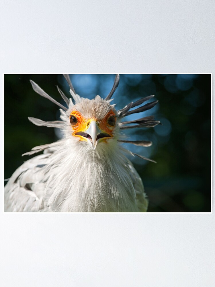 "Secretary Bird" Poster by TFG-Berlin | Redbubble