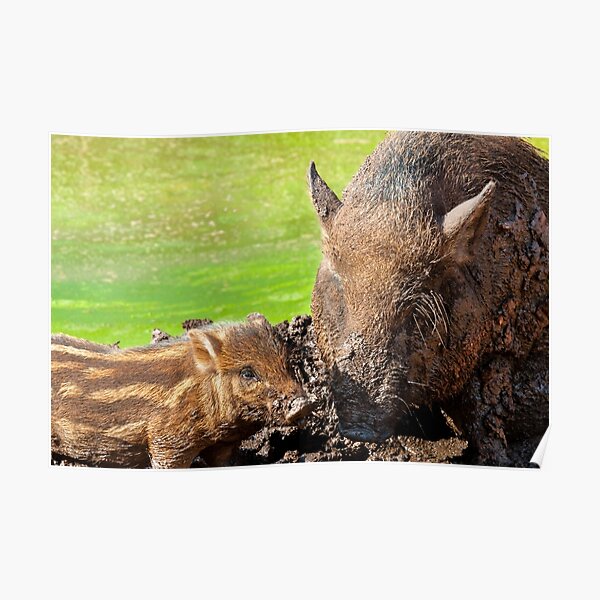 "Wild boar with cub" Poster by Stanciuc | Redbubble