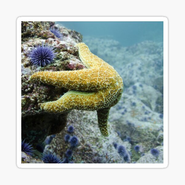 "Awesome Starfish Underwater" Sticker for Sale by sanekk000 | Redbubble