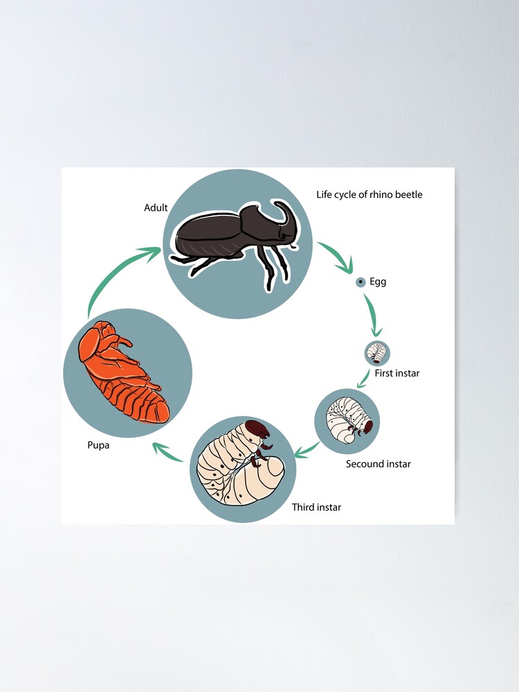 Rhino Beetle Life Cycle Exploring Different Types Of Beetles And