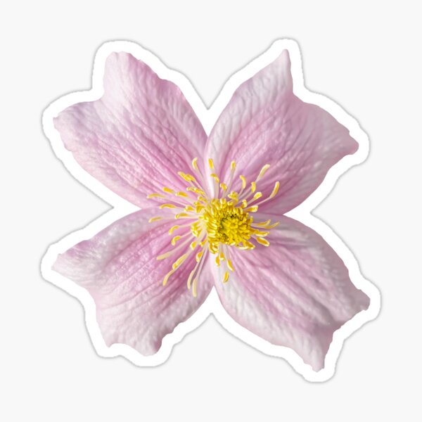 "Clematis " Sticker for Sale by Emitropy | Redbubble