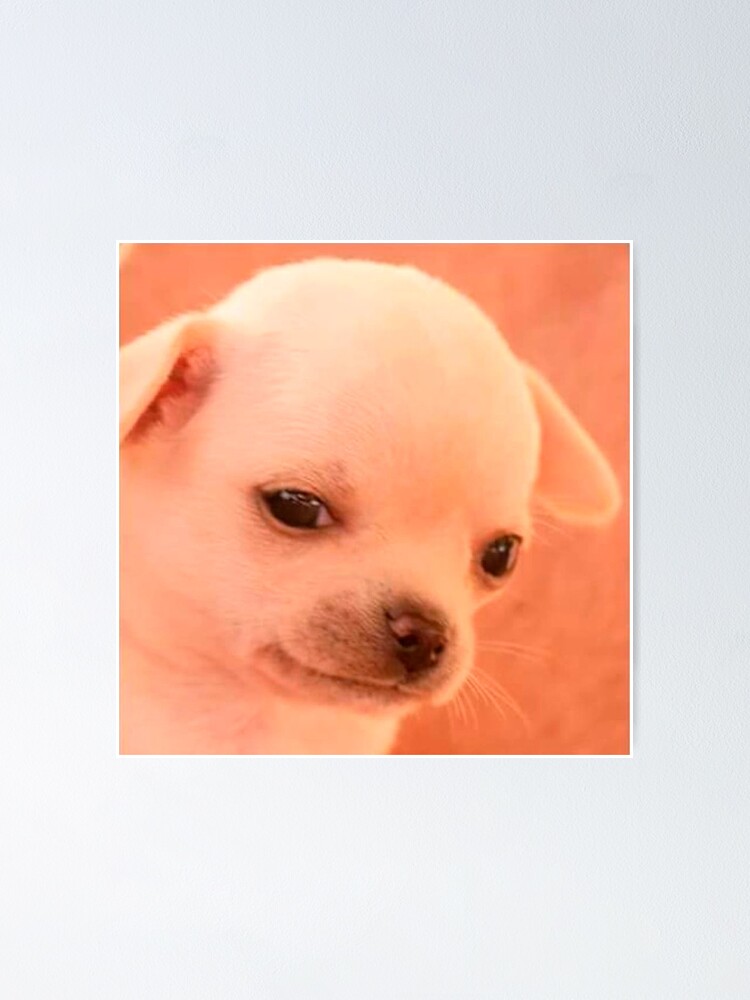 Póster «perrito meme aber di groserias» de valwerty | Redbubble