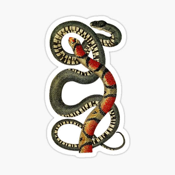 "Antique 19th century Naturalist illustration of two snakes" Sticker ...