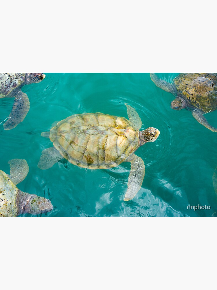 "Turtle Talk" Sticker by rinphoto | Redbubble