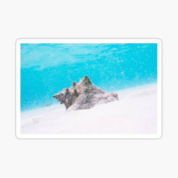 Shell Bubble Sticker For Sale By Rinphoto Redbubble