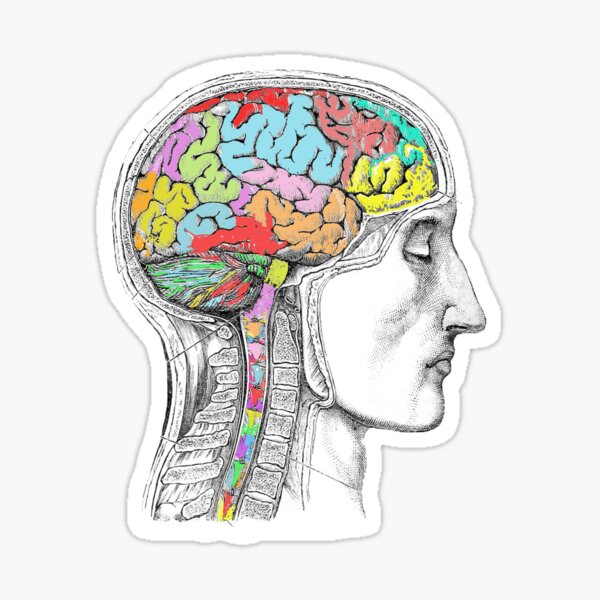 "Colorful Head, Neck, Brain, Central Nervous System Anatomy ...