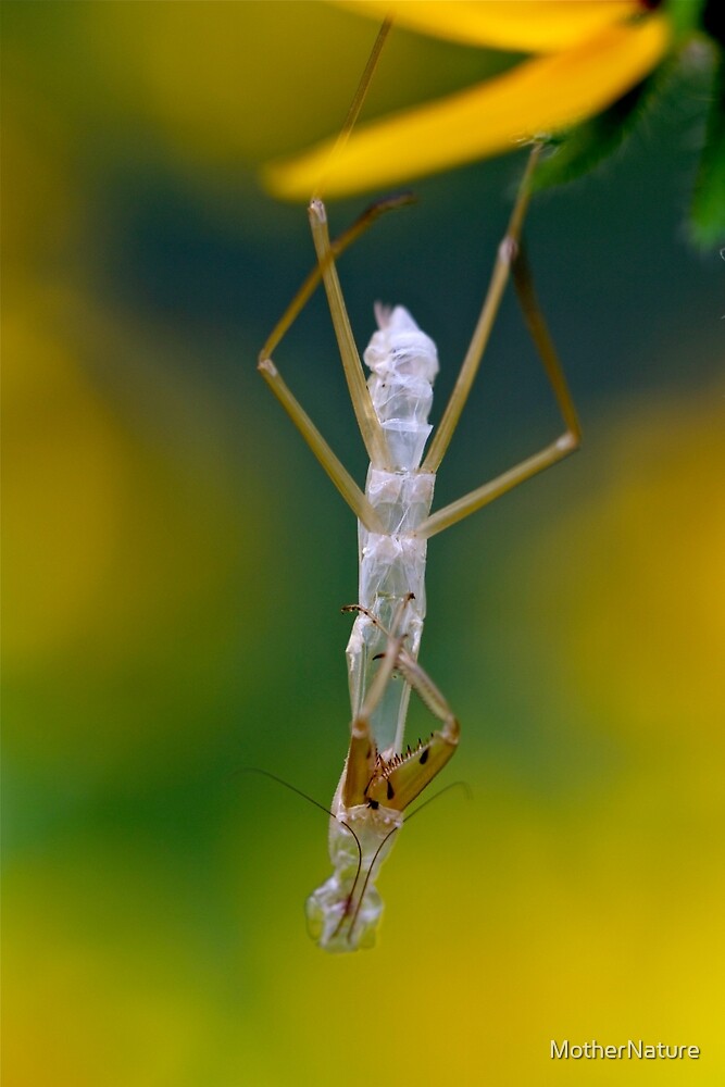 "Preying Mantis Shed Skin on Black eyed Susan Wildflower" by ...