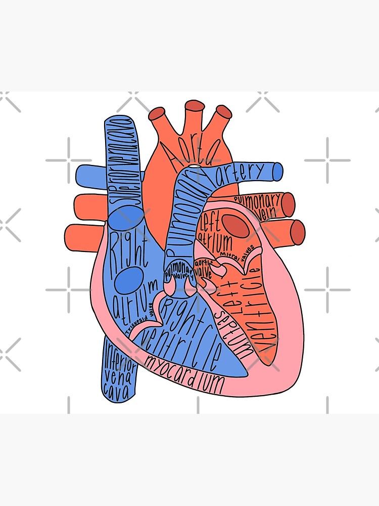 "Labeled Heart Anatomy" Poster for Sale by KatherineWinner | Redbubble