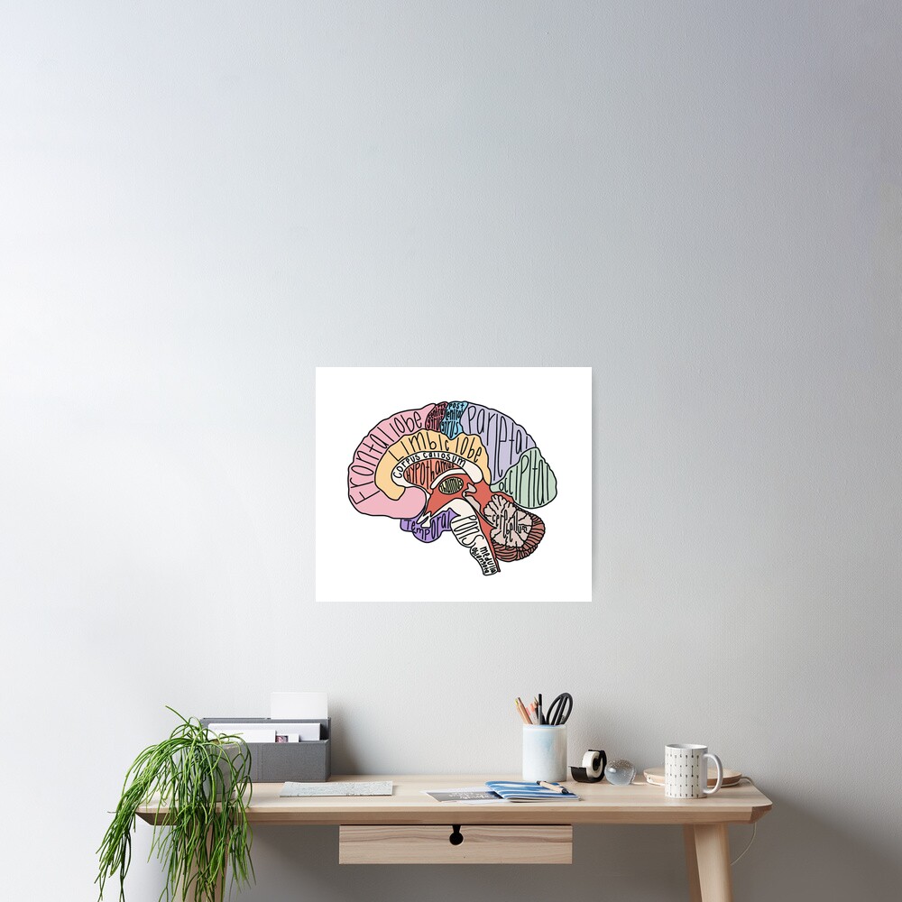 "Labeled Brain Anatomy" Poster for Sale by KatherineWinner | Redbubble