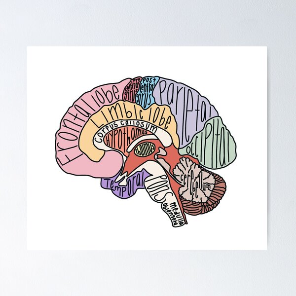 "Labeled Brain Anatomy" Poster for Sale by Katherine Winner | Redbubble