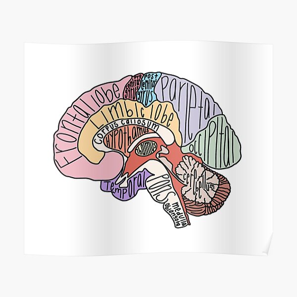 "Labeled Brain Anatomy" Poster by KatherineWinner | Redbubble