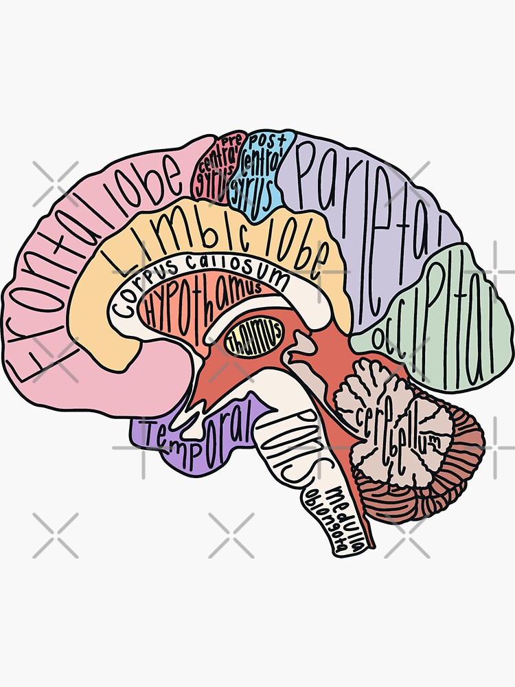 "Labeled Brain Anatomy" Sticker for Sale by KatherineWinner | Redbubble