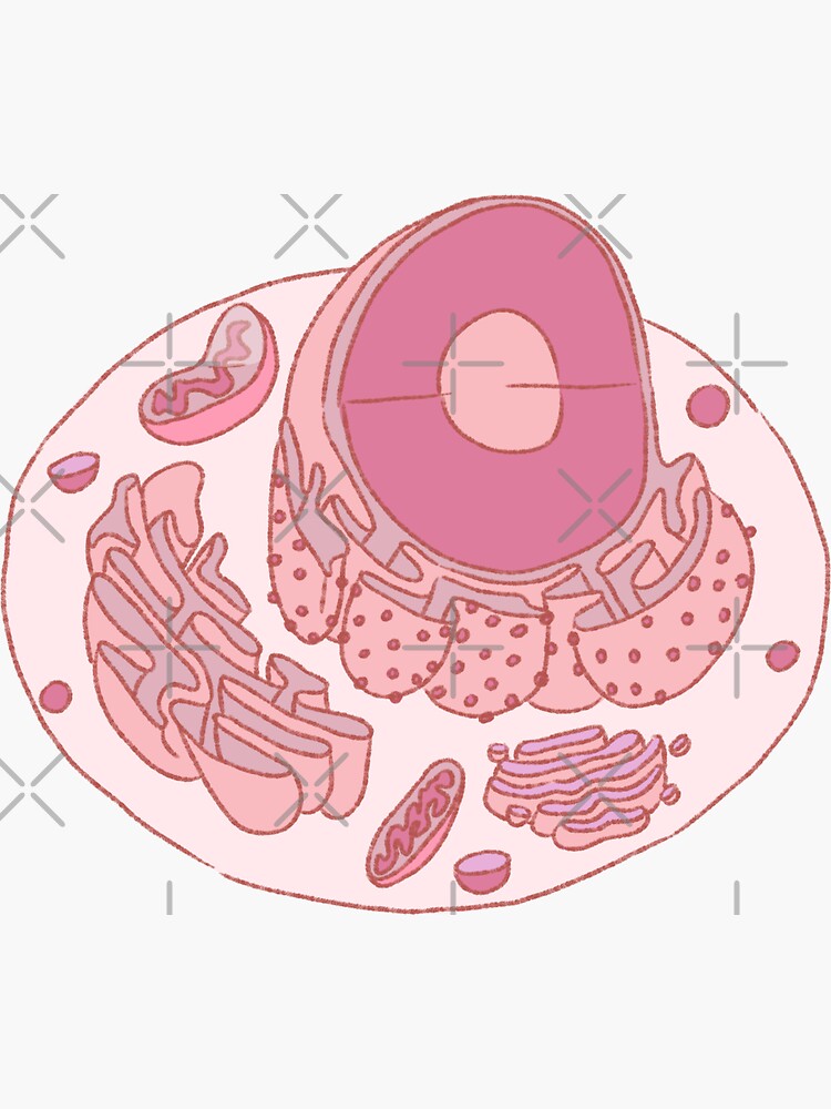 "Animal cell" Sticker for Sale by Pauli- | Redbubble