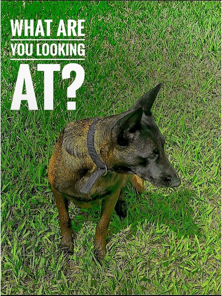 "What are you looking at? (meme)" Poster by CreatureWorldZ | Redbubble
