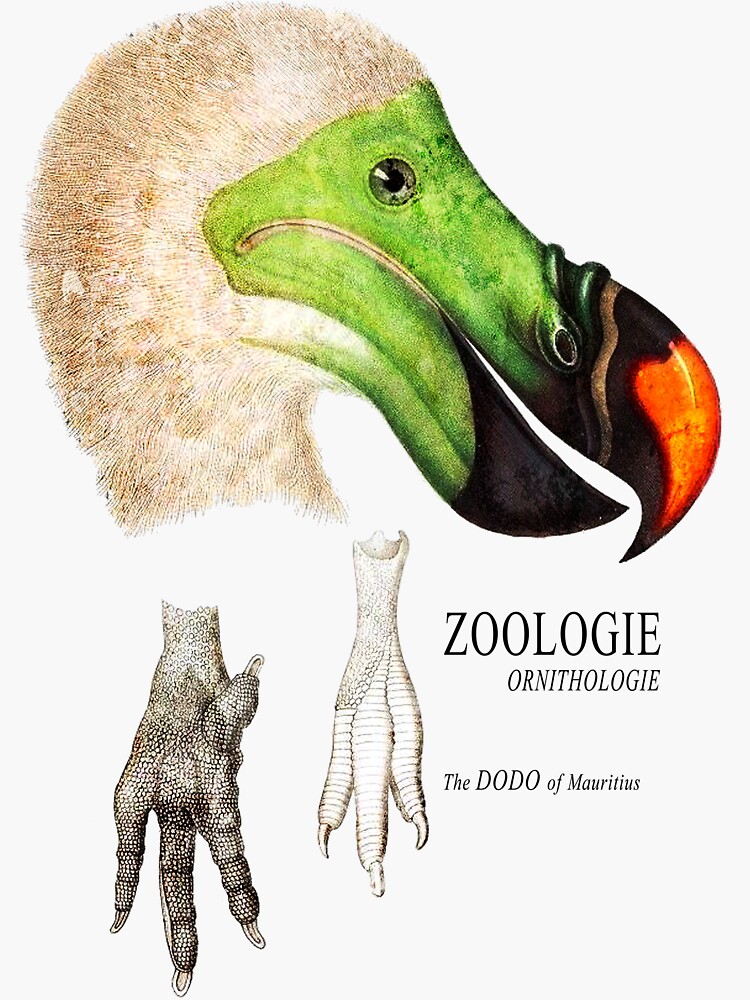 "The Dodo of Mauritius - Zoological Drawing" Sticker for Sale by ...