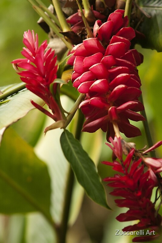 "Ginger Blossoms - Pohnpei, Micronesia" by Alex Zuccarelli | Redbubble