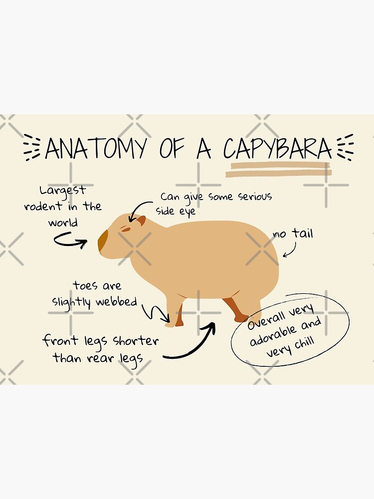 "Anatomy of a capybara" Art Board Print for Sale by sunnySaraV | Redbubble