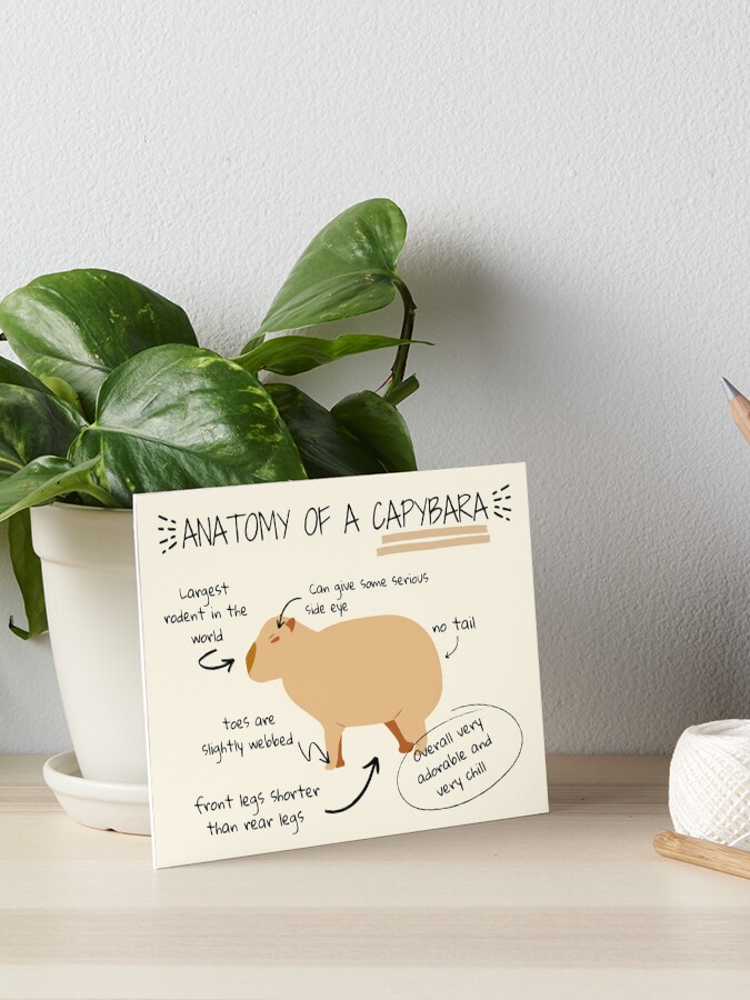 "Anatomy of a capybara" Art Board Print for Sale by sunnySaraV | Redbubble