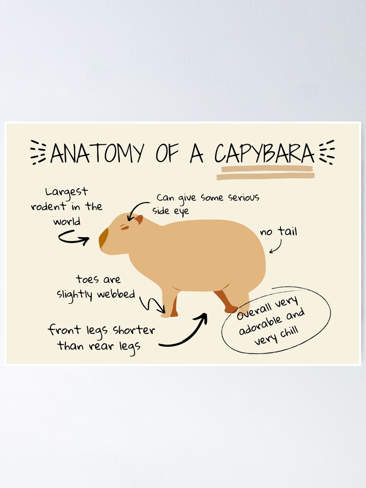 "Anatomy of a capybara" Poster for Sale by sunnySaraV | Redbubble