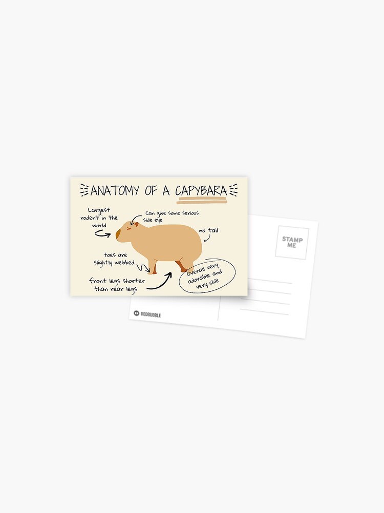 "Anatomy of a capybara" Postcard for Sale by sunnySaraV | Redbubble