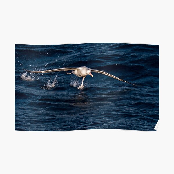 "Wandering Albatross Takeoff" Poster by SteveBulford | Redbubble