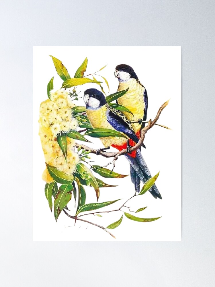 "Shrewdly painted bird pictures, exact. Picture 29 is so wonderful ...