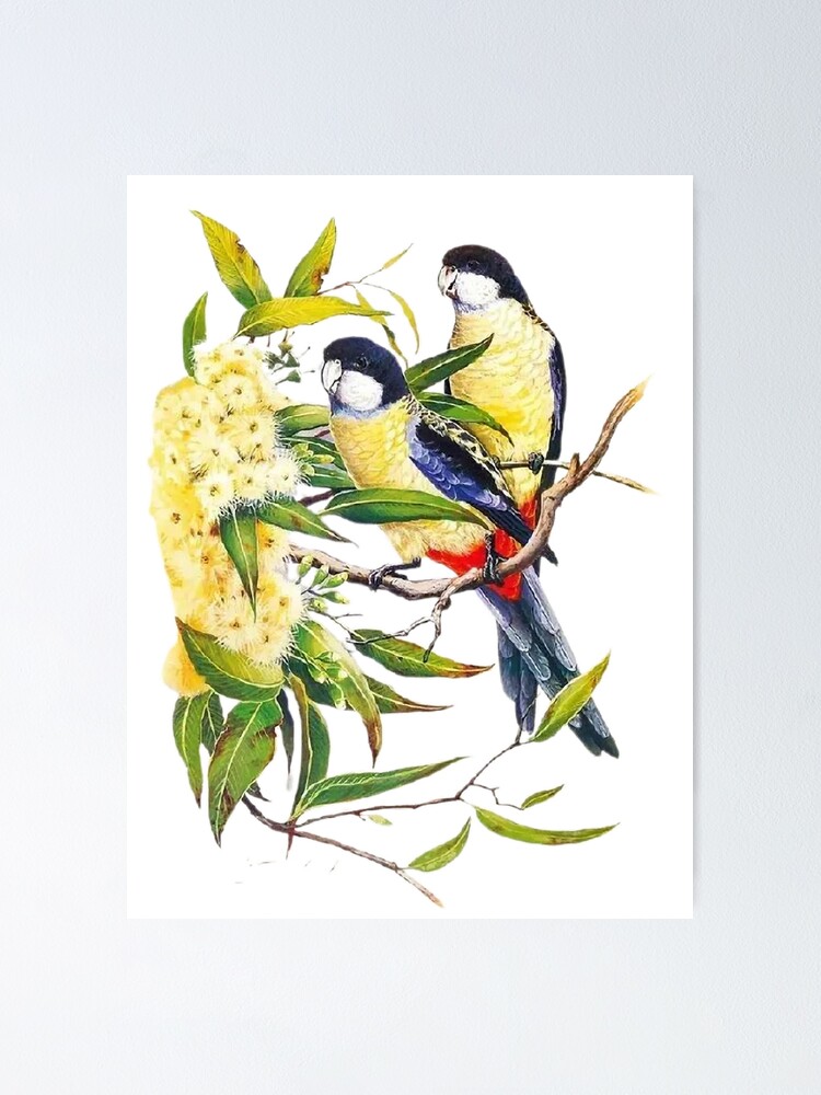 "Shrewdly painted bird pictures, exact. Picture 29 is so wonderful ...