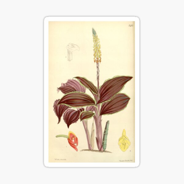 "Malaxis discolor (as Microstylis discolor) Curtis' 89 (Ser. 3 no. 19 ...