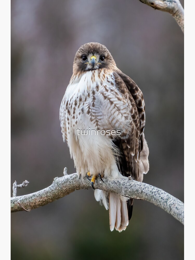 "Red Tailed Hawk" Sticker for Sale by twinroses | Redbubble