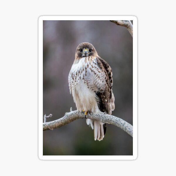 "Red Tailed Hawk" Sticker for Sale by twinroses | Redbubble
