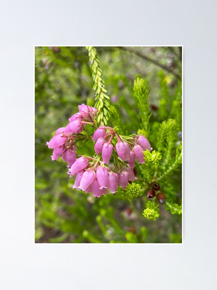 "Erika terminalis" Poster von ponted | Redbubble