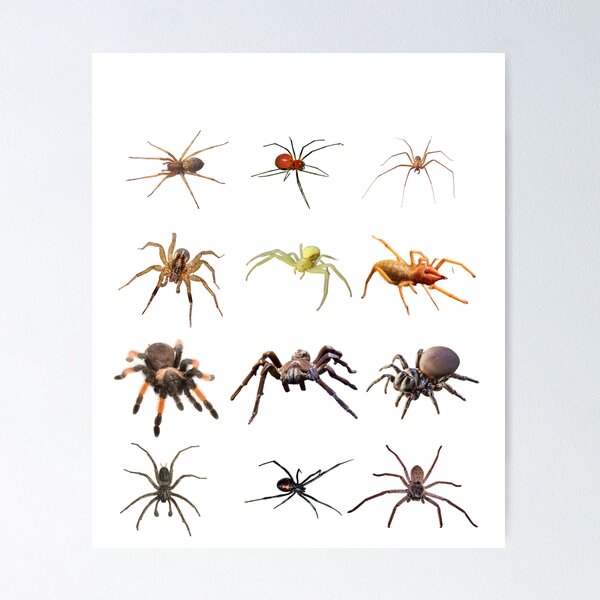 "Spiders" Poster for Sale by inspireddezigne | Redbubble