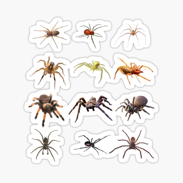 "Spiders" Sticker for Sale by inspireddezigne | Redbubble