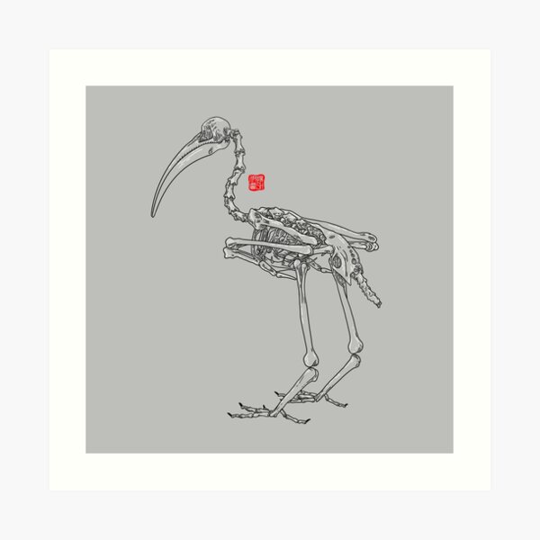 "Ibis Skeleton line art drawing" Art Print by haunted-shrooms | Redbubble