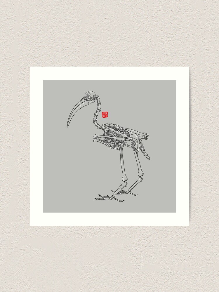 "Ibis Skeleton line art drawing" Art Print by haunted-shrooms | Redbubble