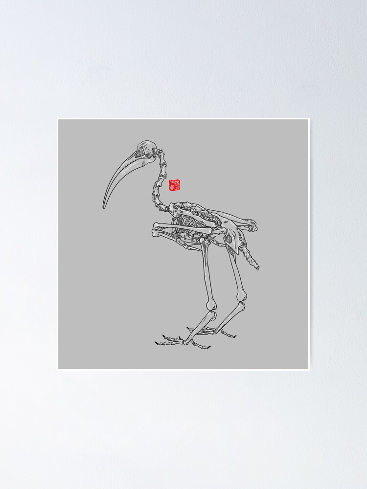 "Ibis Skeleton line art drawing" Poster for Sale by haunted-shrooms ...