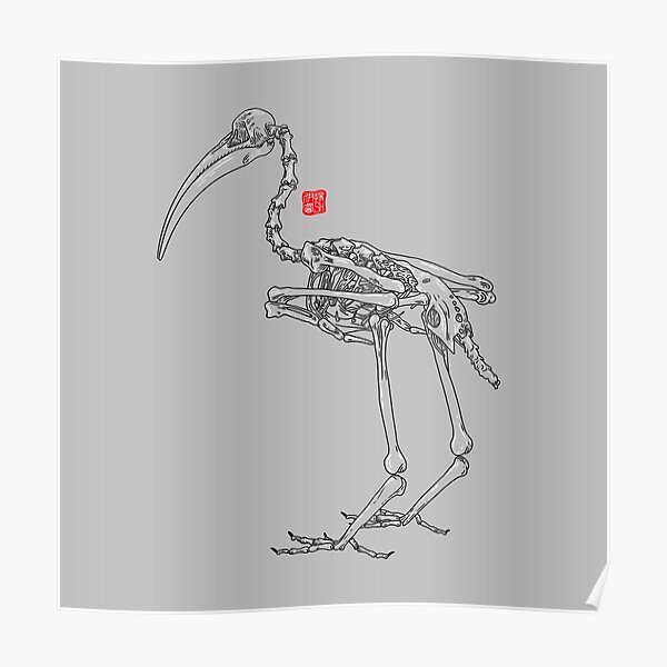 "Ibis Skeleton line art drawing" Poster for Sale by haunted-shrooms ...