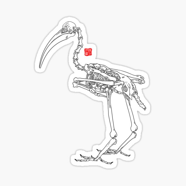 "Ibis Skeleton line art drawing" Sticker for Sale by haunted-shrooms ...