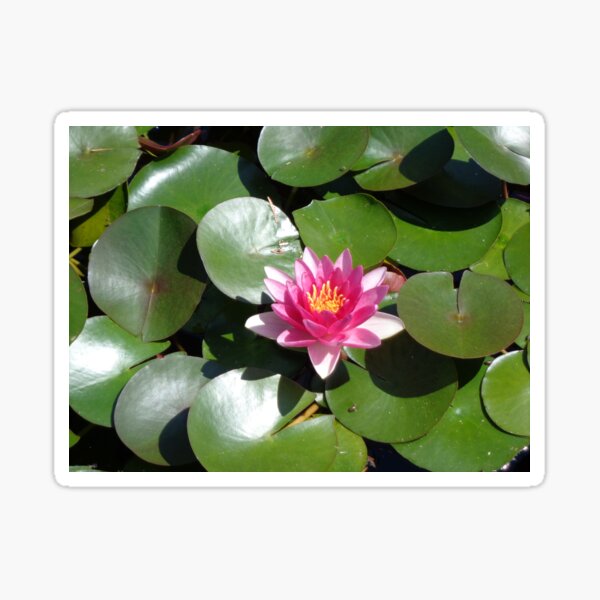 "Water Lily" Sticker for Sale by GardenArtworks | Redbubble
