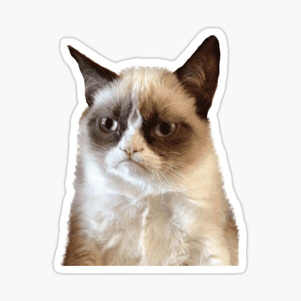 "Funny Grumpy Cat Meme Sticker" Sticker for Sale by Nassima- | Redbubble