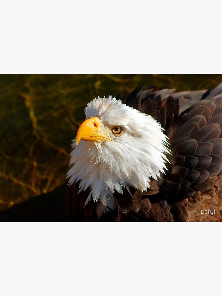 "Bald Eagle in Splendor" Sticker for Sale by pcfyi | Redbubble