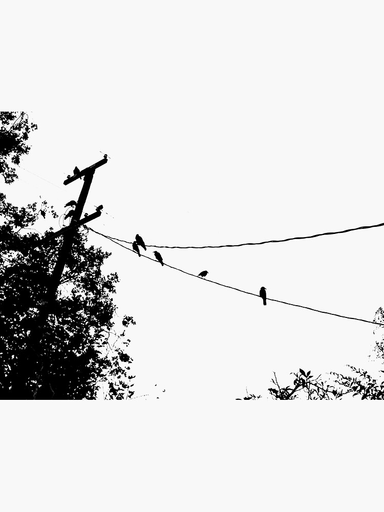 "Crows on a wire" Sticker for Sale by douglasewelch | Redbubble