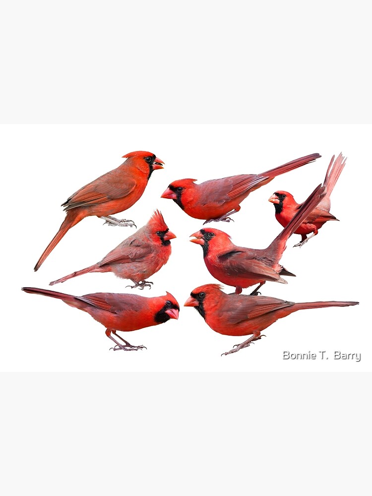 "Seven Red Birds A Chirping" Canvas Print by Miracles | Redbubble