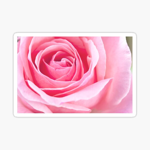 "Pastel Pink!!" Sticker for Sale by RichardKeech | Redbubble