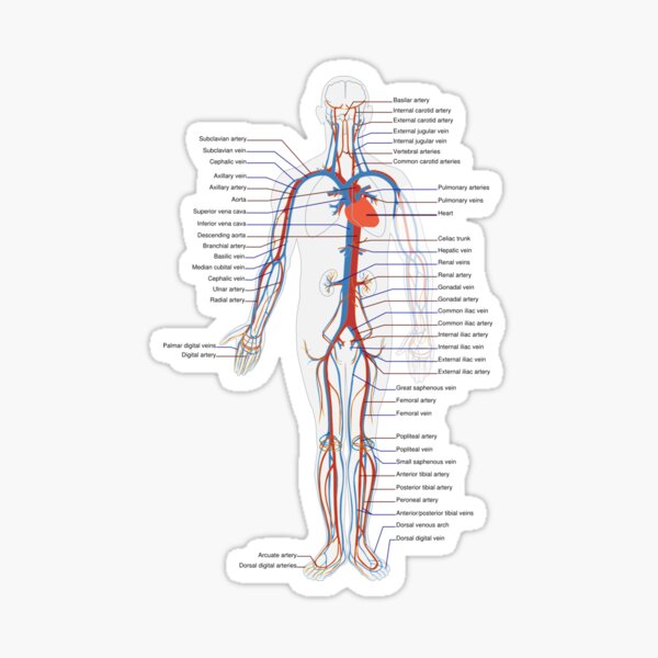 "Circulatory system diagram " Sticker for Sale by World-Anatom | Redbubble