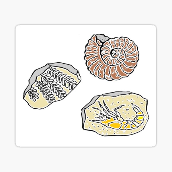 "Fossils" Sticker by KarimBouhali | Redbubble