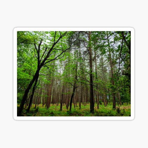 "New Forest Trees" Sticker for Sale by AbiWynne79 | Redbubble