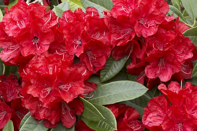"Rhododendron 'Bibiani' in Full Bloom" by hortiphoto | Redbubble